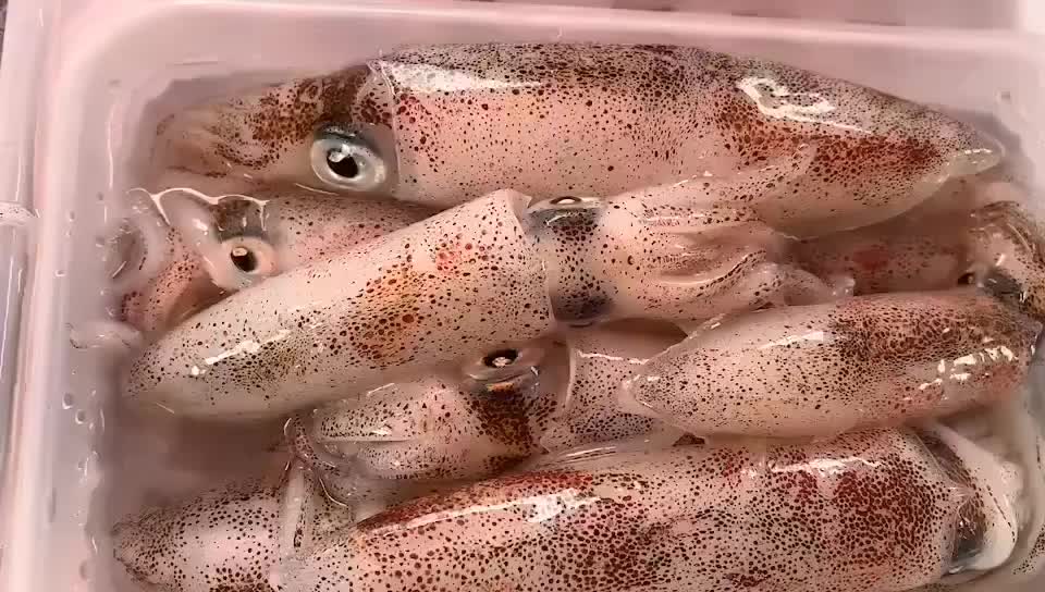 活冻小管 贵有贵的道理 正宗东山活冻小管 一口管不参一只死的