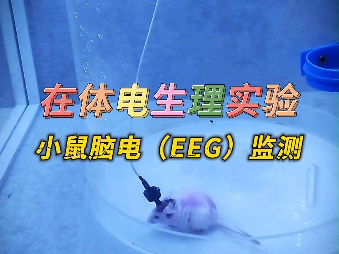 在体电生理实验:小鼠脑电监测(EEG)