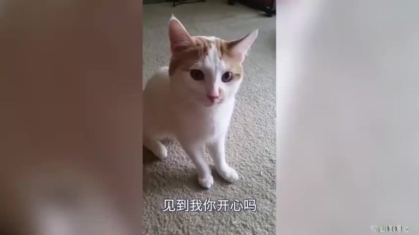 如果你没有看过小动物们生气的样子,都好可pia哦