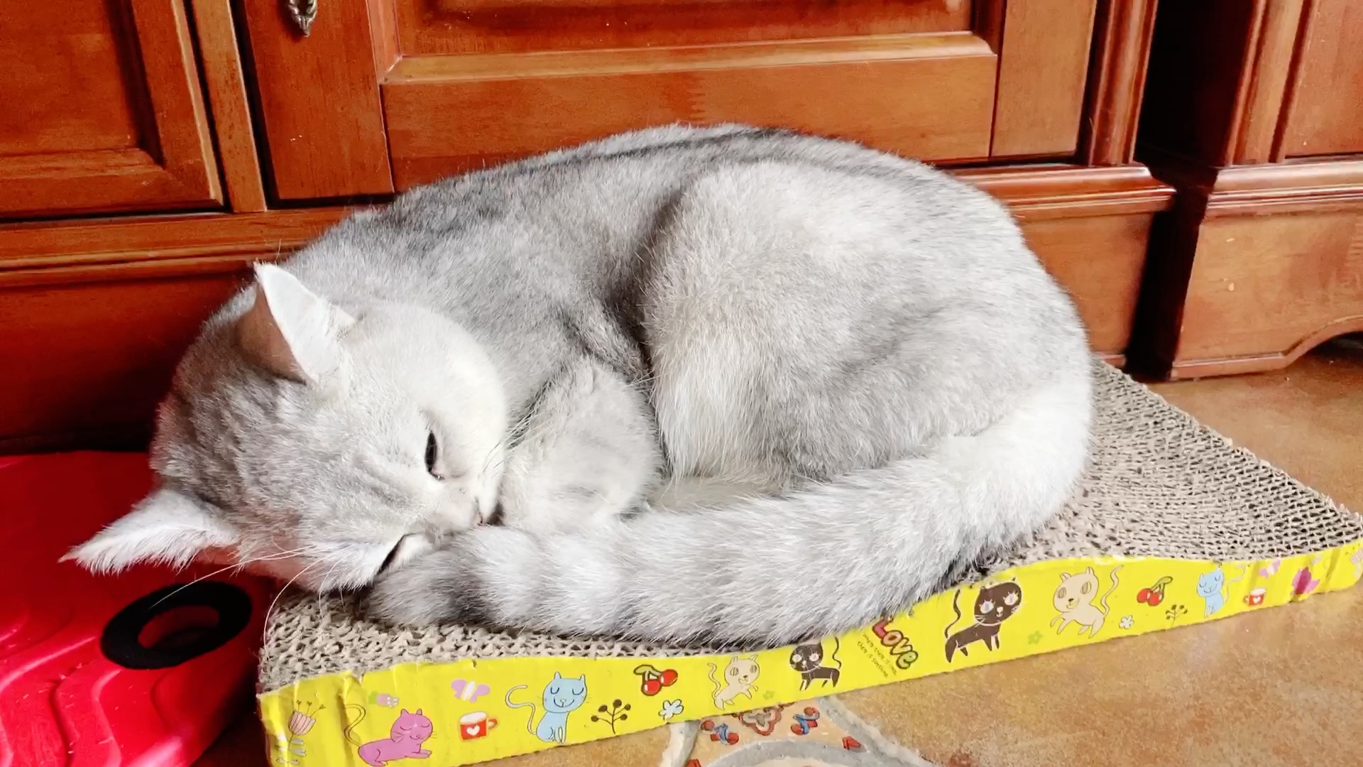 猫传腹记录,第一天第一针441。还是木有精神