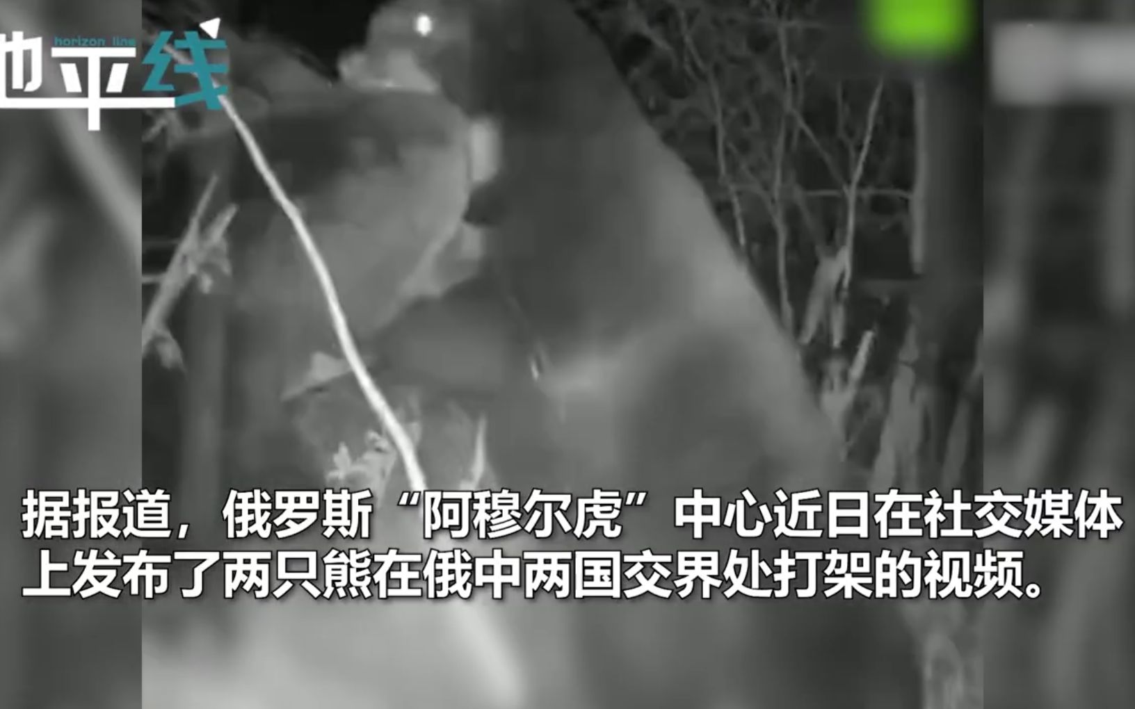 中俄边境两只熊打起来了 现场画面曝光