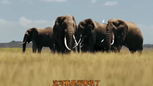 巨无霸大象,体长八米体重十吨,究竟它能撼动多少自然法则?