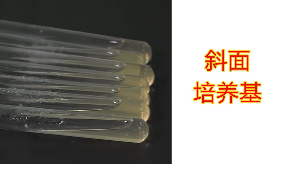 【实验】斜面培养基的制备