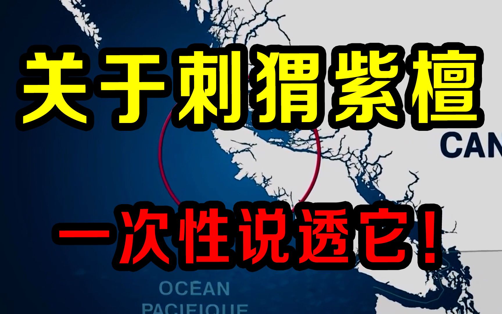 刺猬紫檀材质、产地、价格,总体一文说清楚,对它感兴趣的,讲明白了!