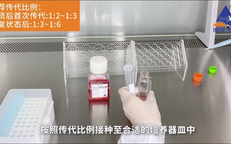 RAW264.7细胞如何使用刮刀传代?