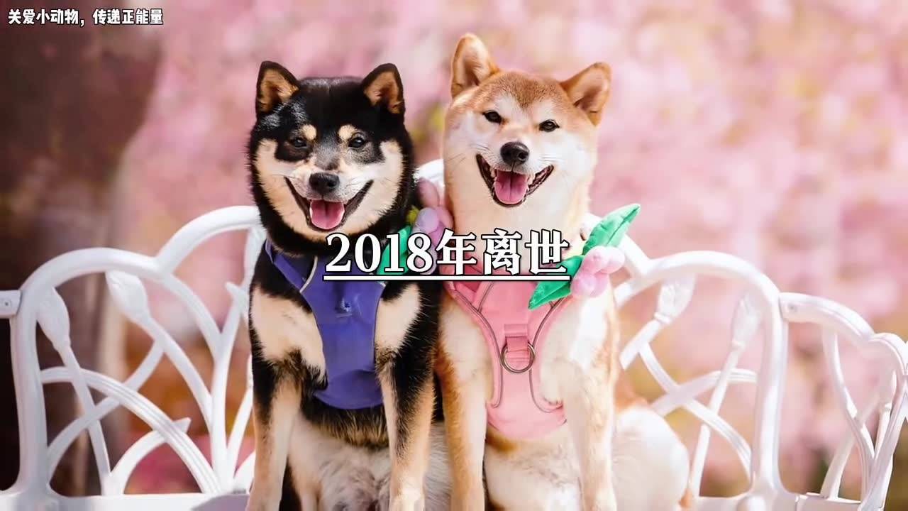 汶川大地震,67只搜救犬全部离世