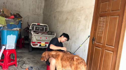 农村狗从来没去过宠物店洗澡从小到大自己洗,养大型犬的你们