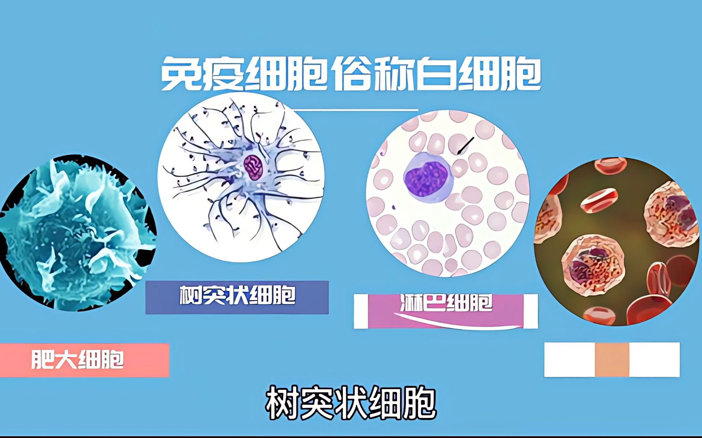 身体内的“警卫军”免疫细胞在人体内发挥什么作用