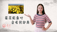 菊花与桑叶一起泡水喝,究竟有哪些用处?你知道吗?