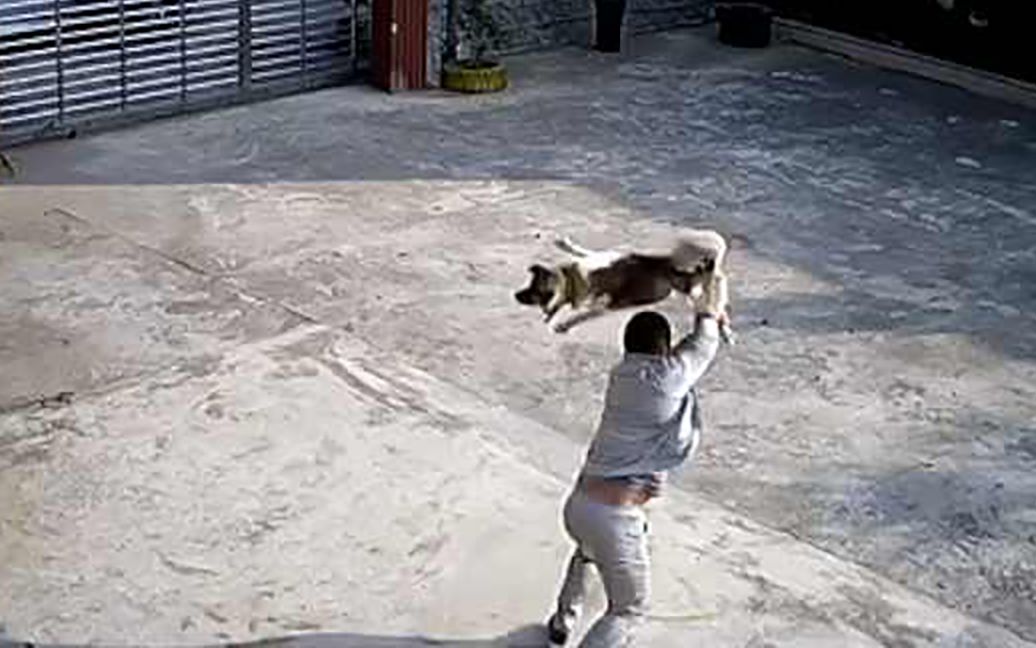 农村偷狗贼究竟有多残忍?狗贩子,我劝你善良!