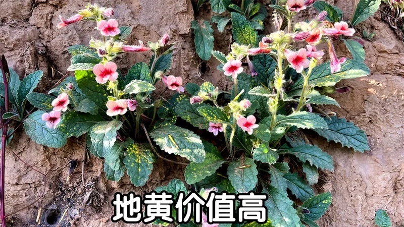 地黄是一种珍贵的草药,看完视频终于知道它的用途了!