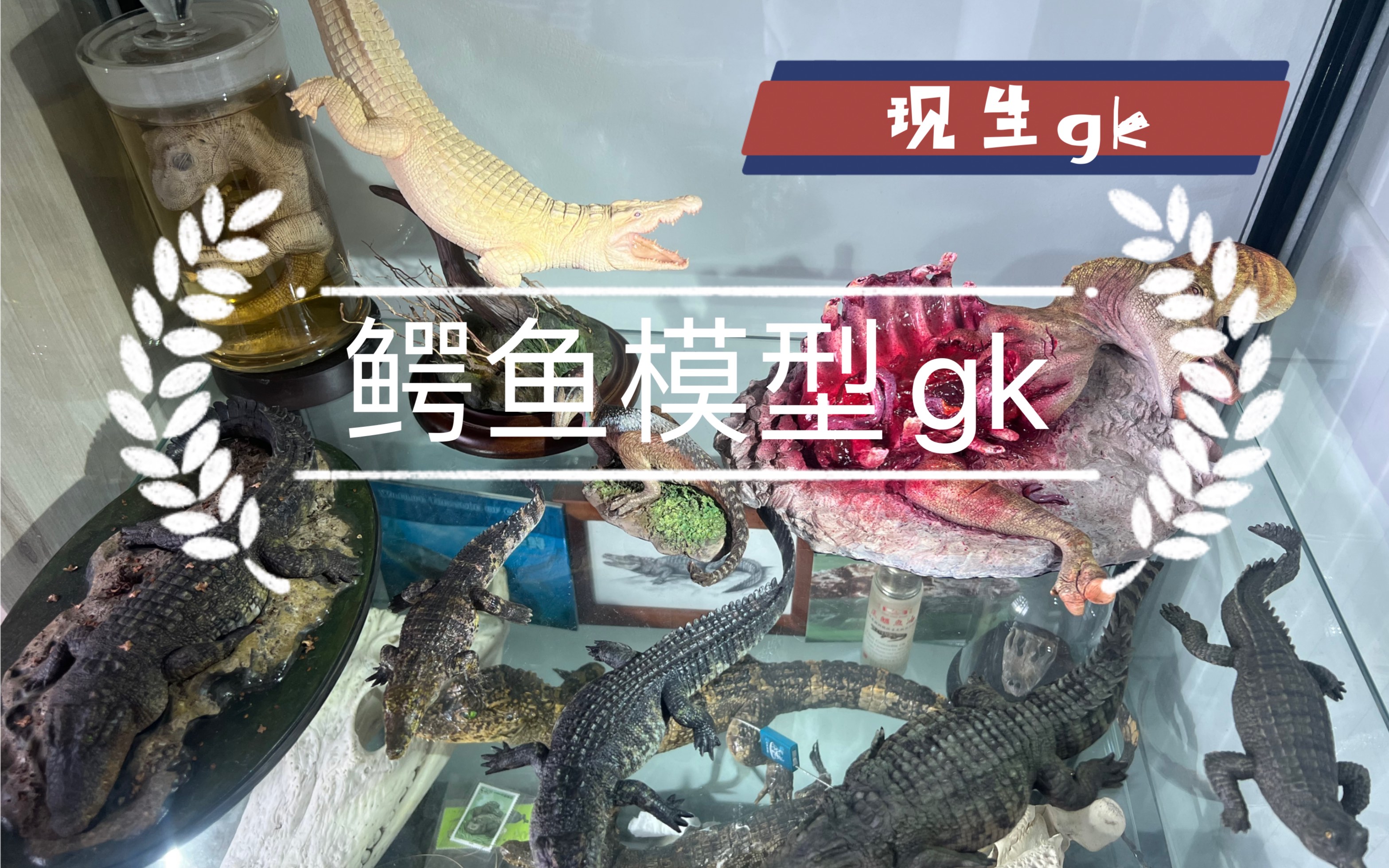 来看看现生鳄鱼gk模型收藏吧