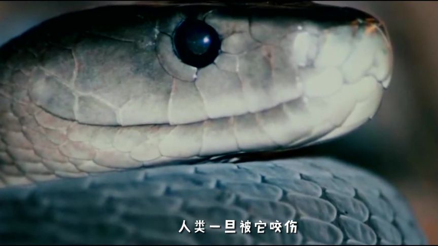 世界十大毒蛇排行,爱好爬宠的你认识几个呢?
