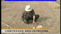 杨树插条造林技术