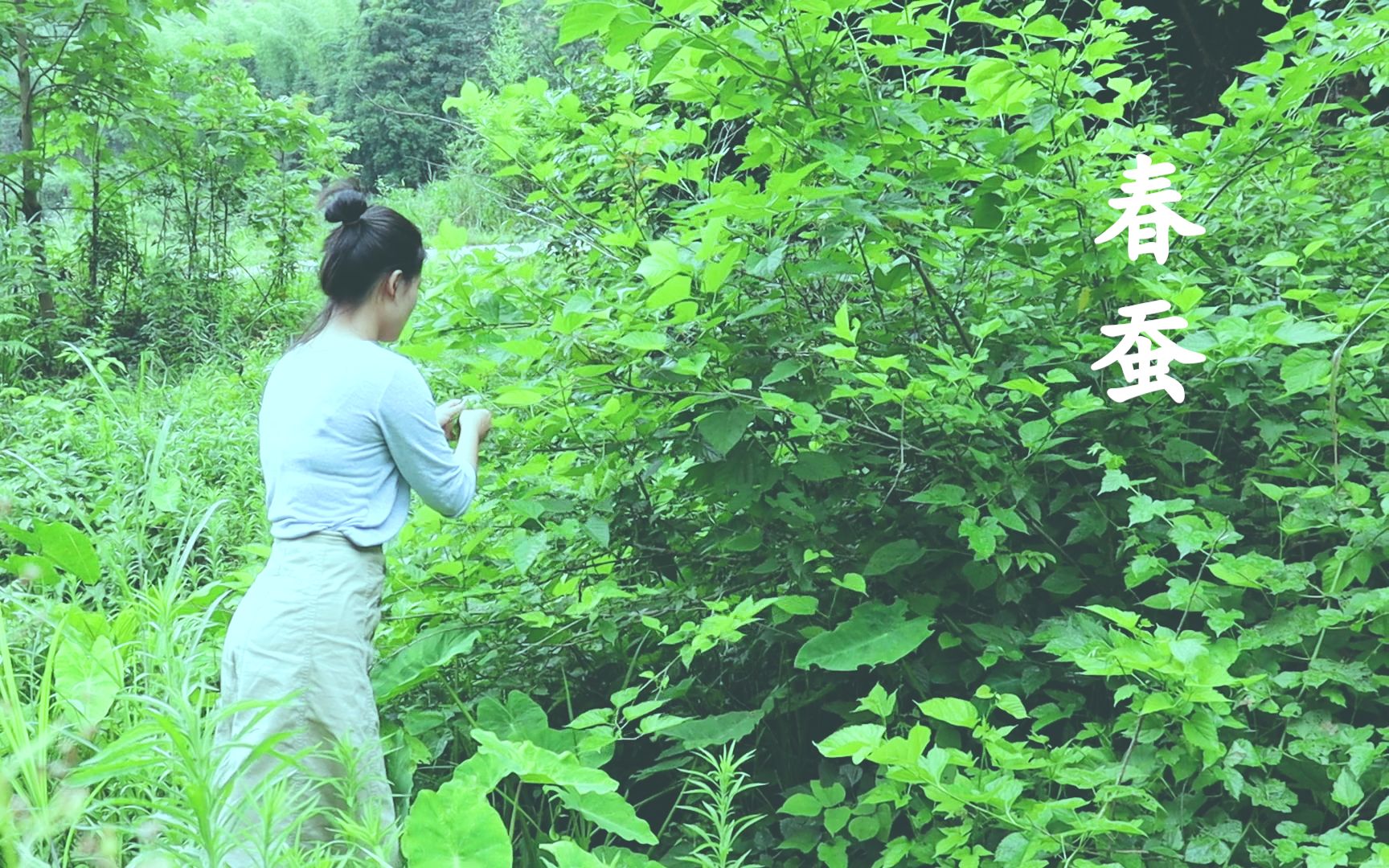 给蚕宝宝做的新家,小蚕蚕先暂时将就将就吧