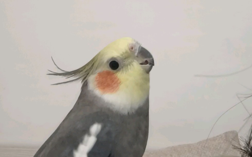 撒库拉继续咕咕咕