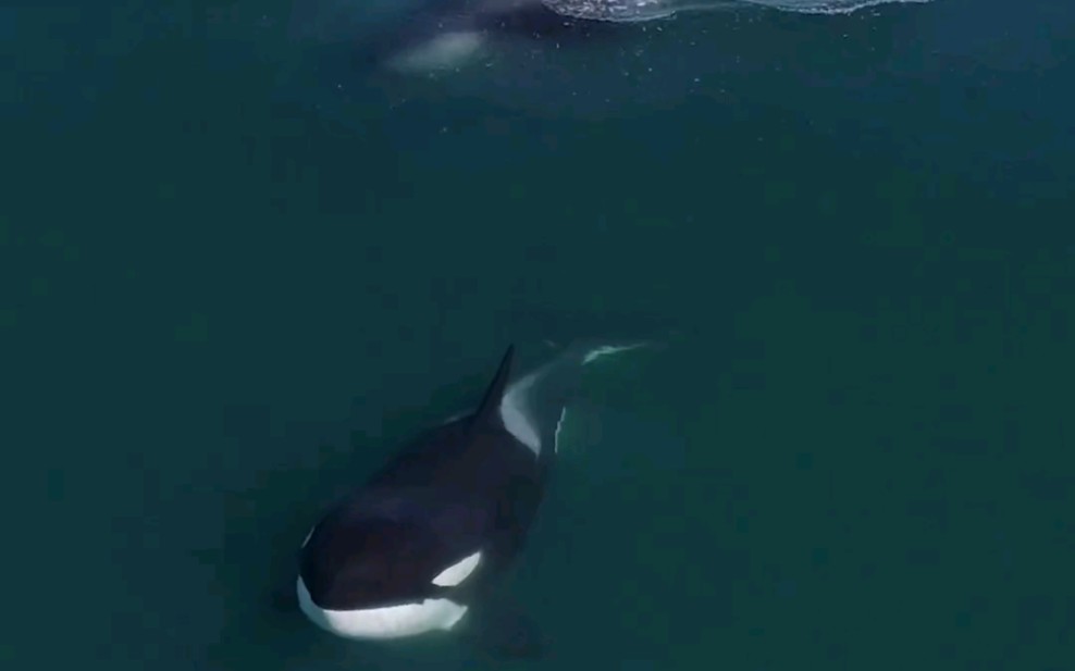 顶级捕食者体内所积攒的化学物质及污染物,从侧面透露了人类所产生...