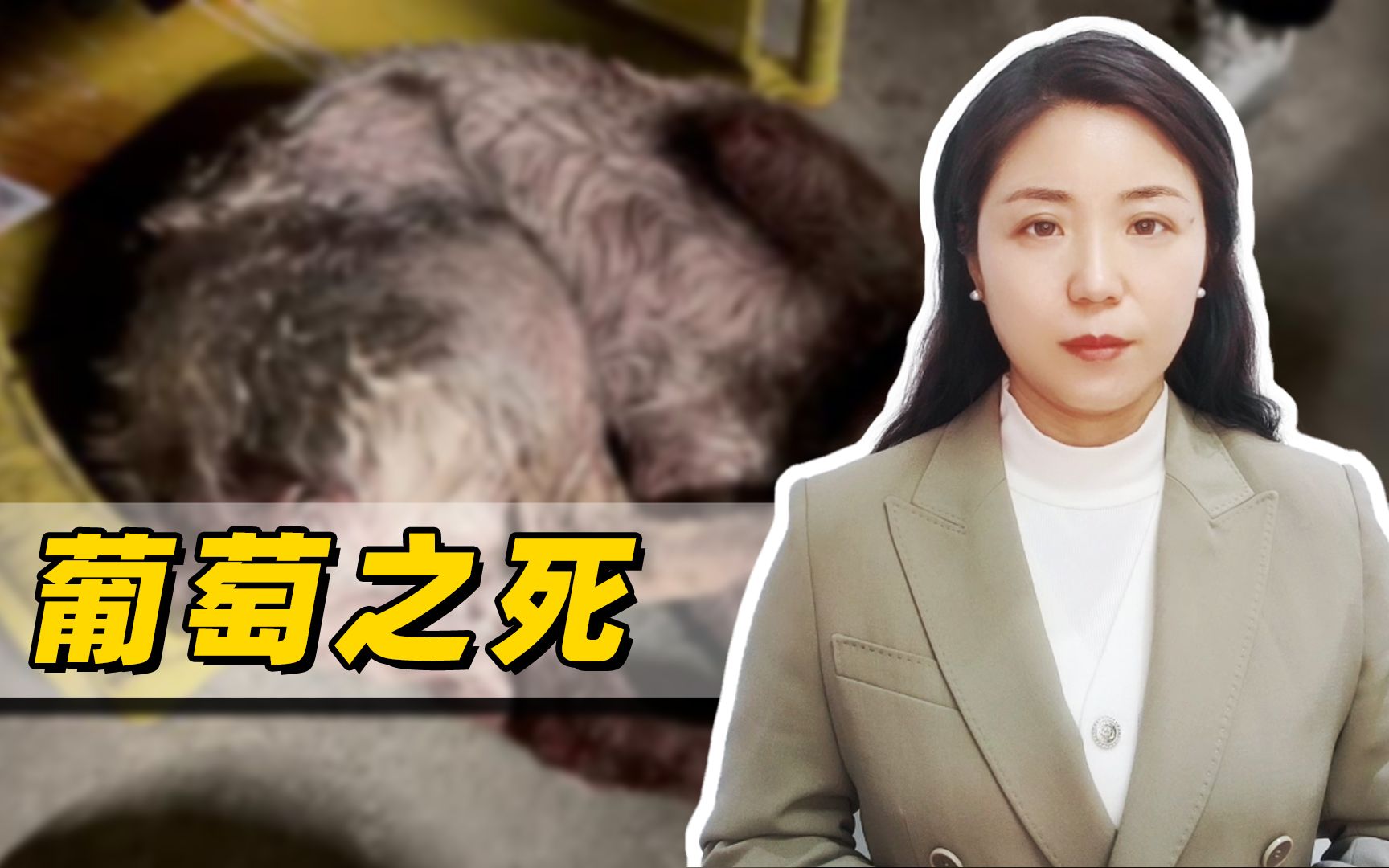 邻居18刀砍死贪玩宠物狗,法律会不会放过他?