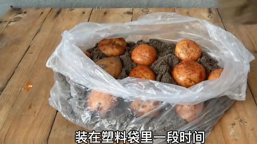 100天记录土豆种植过程,用2个种植技巧种土豆,个头大方便收获