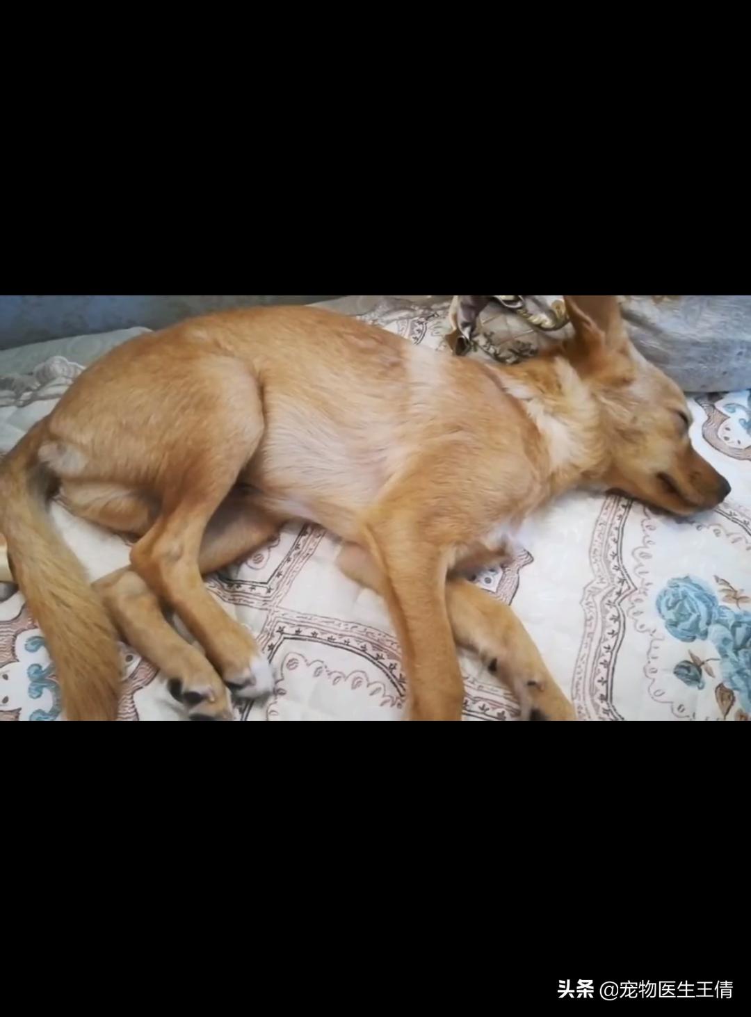 ...都抽搐了!这是一个小土狗,五个月了,已经神经症状,估计也治不了吧。 ...