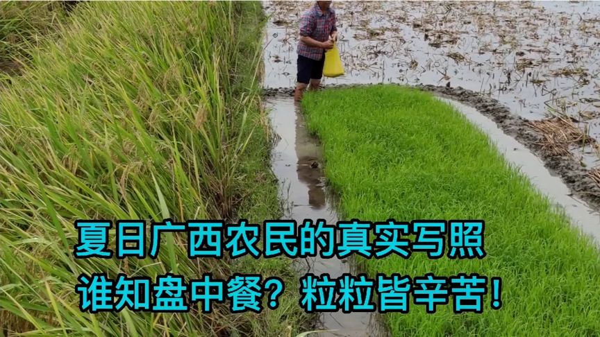 夏日广西农民抢收抢种,收完稻谷又插秧,白花花的米饭来之不易