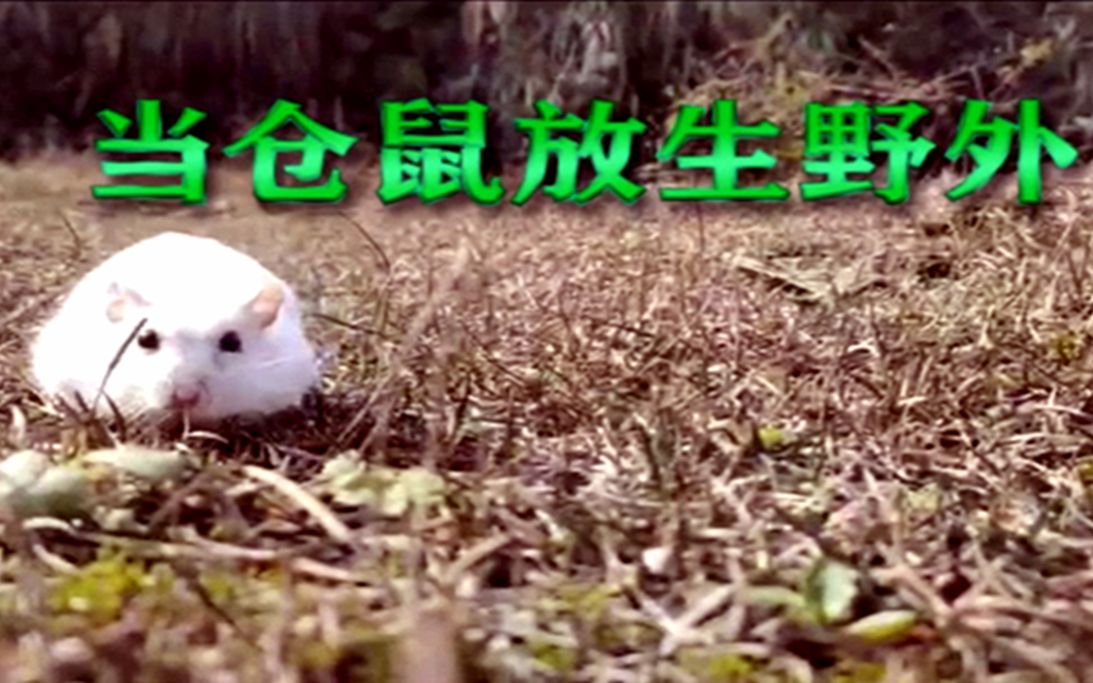 【仓鼠野外系列1】当仓鼠放生野外,连主人都不认了