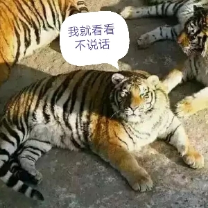 风中的胖虎 