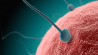 女人是如何完成受孕的?动画演示全面还原,过程实在震撼!