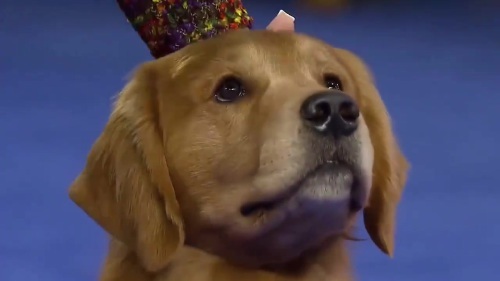 赛级金毛比赛流程,个审,静态,动态展示