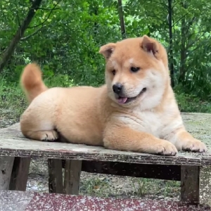 二狗子你变了哈哈哈 