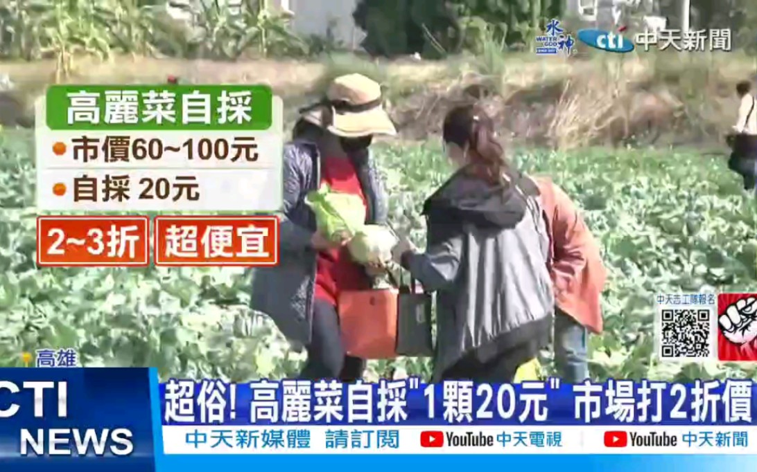 中国台湾:高丽菜产能过剩卖不出去,开放给民众自采,一颗20元