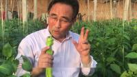 辣椒盛果期管理3打杈有机蔬菜种植技术辣椒高产种植技术实用技术...