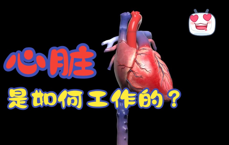 【人体的奥秘】--3D还原:心脏的血液循环