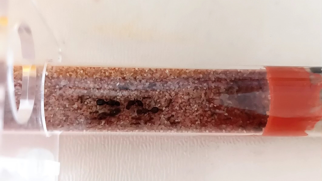 试管巢到了,入蚁坑n天,卵幼有了