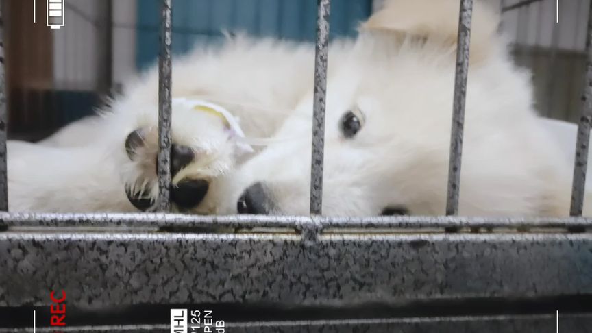 狗狗得细小,医生说救活几率不大。我坚持了。现在它还在我身边