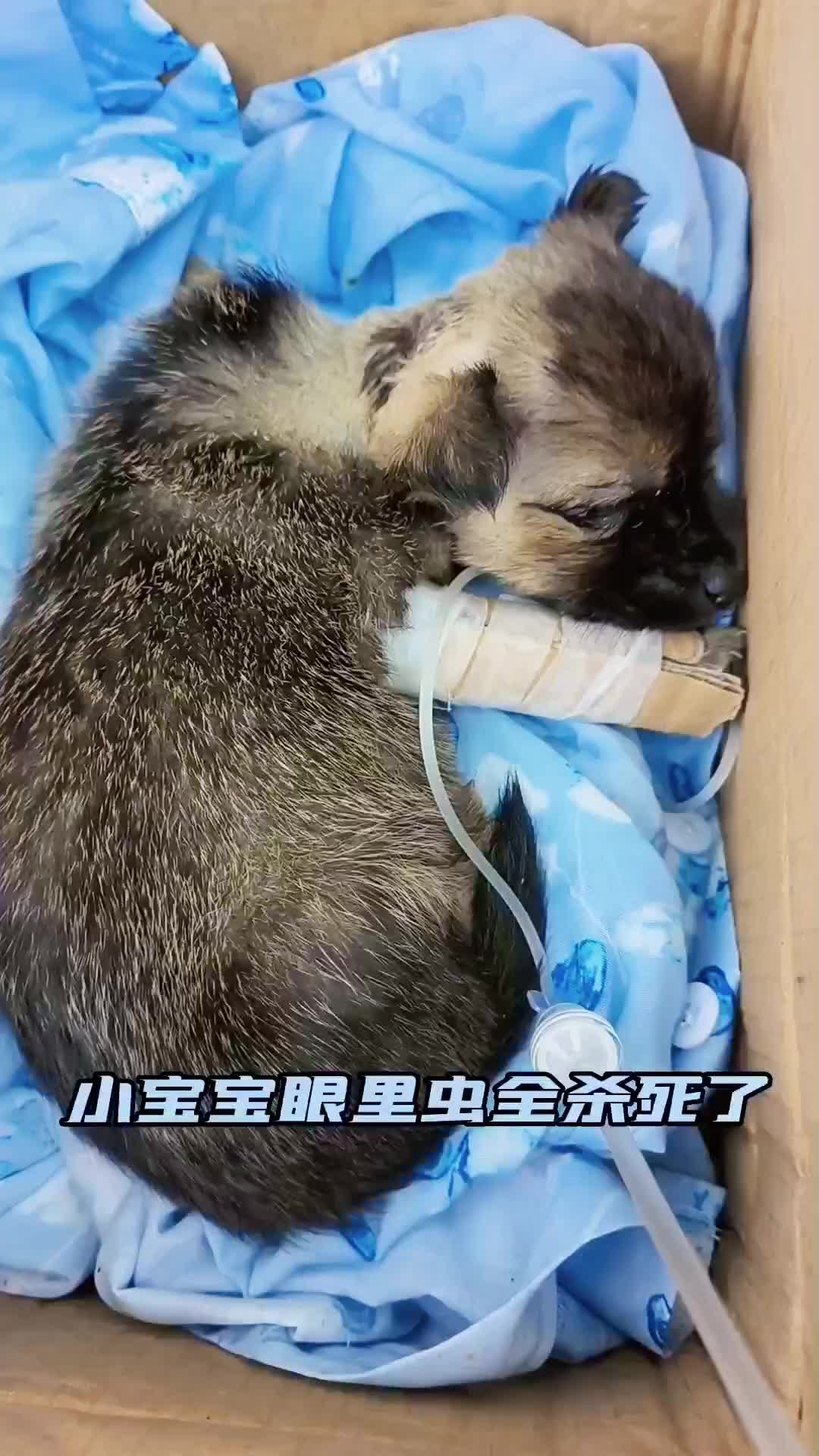 ...后发现耳朵里全是蛆蛆虫,七窍生蛆,太恐怖了,救助这么多年第一次遇见