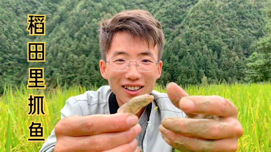 农村小伙在稻田里抓鱼,抓一条跑一条,最后一条也没抓到