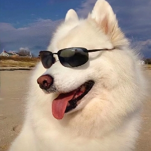 人狠话不多lll 
