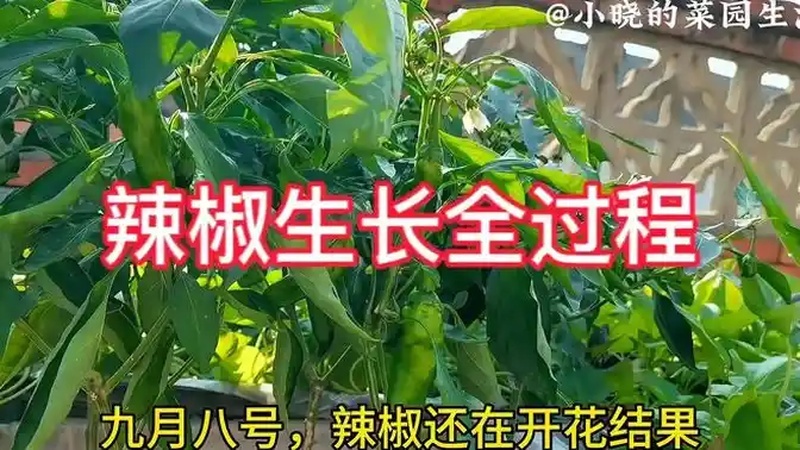 辣椒从发芽到生长全过程