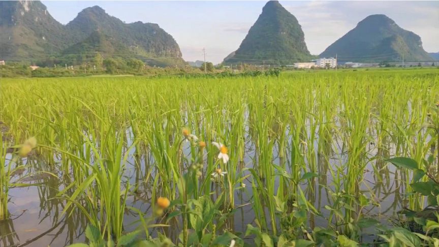 种田虽辛苦,但禾苗生长却很美。