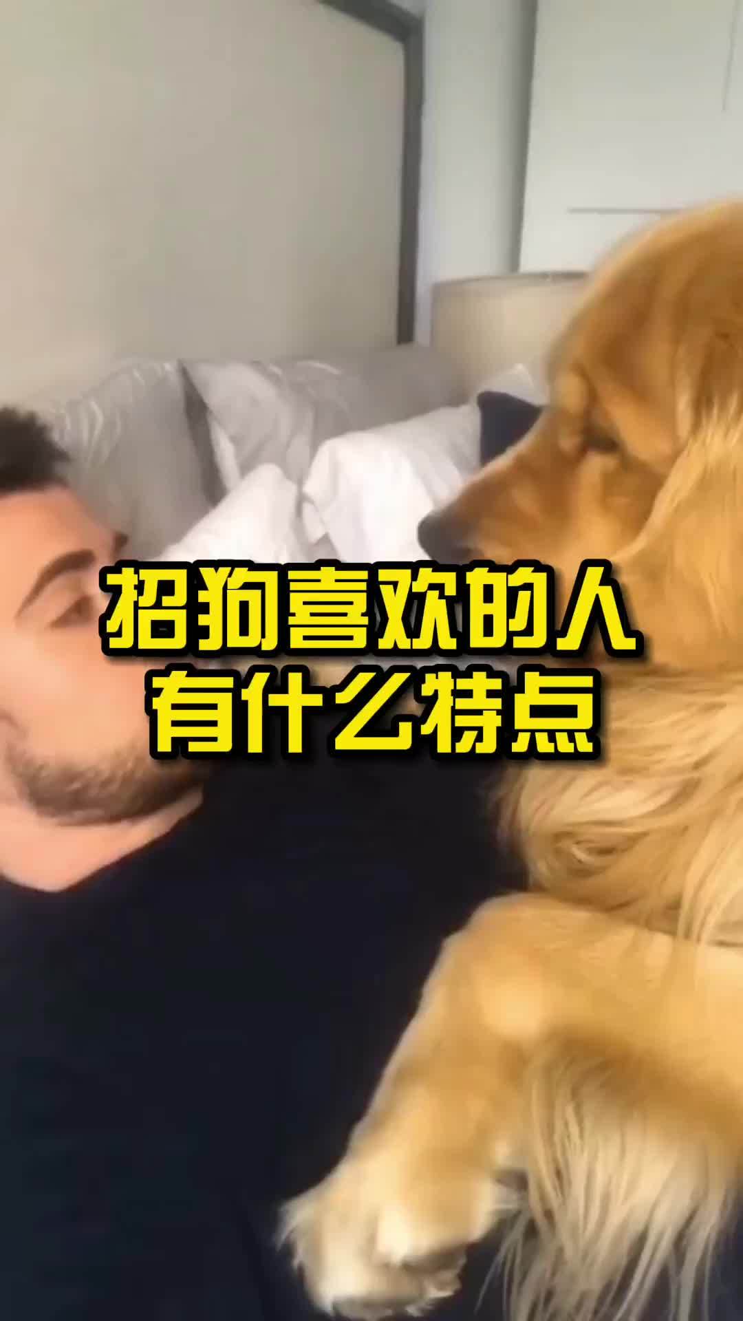 招狗喜欢的人都有什么特点狗狗萌宠家有傻狗