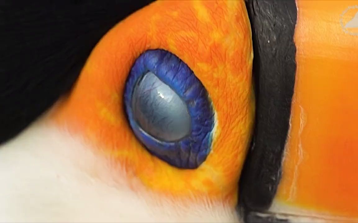 鸟类瞬膜(nictitating membrane)的观察