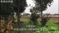 香樟树种植0~4年的不同树龄的大小