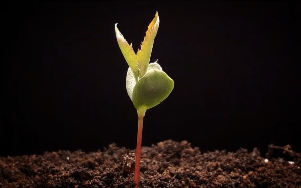 苹果种子发芽生长全过程