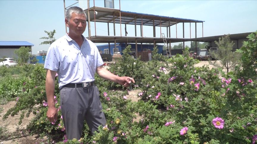 农村大爷花千元引进三棵药用花卉,说繁殖推广能挣大钱,见过吗?