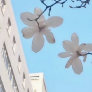 凡间小筑 