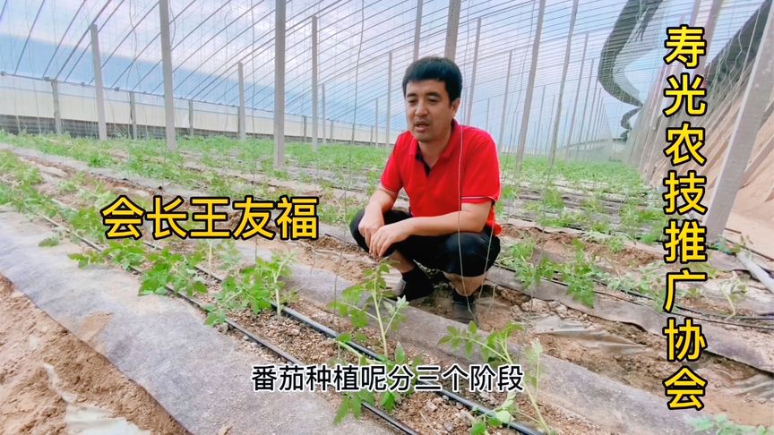 番茄种植分三个阶段,一定要让它在开花之前,建立庞大的根系!