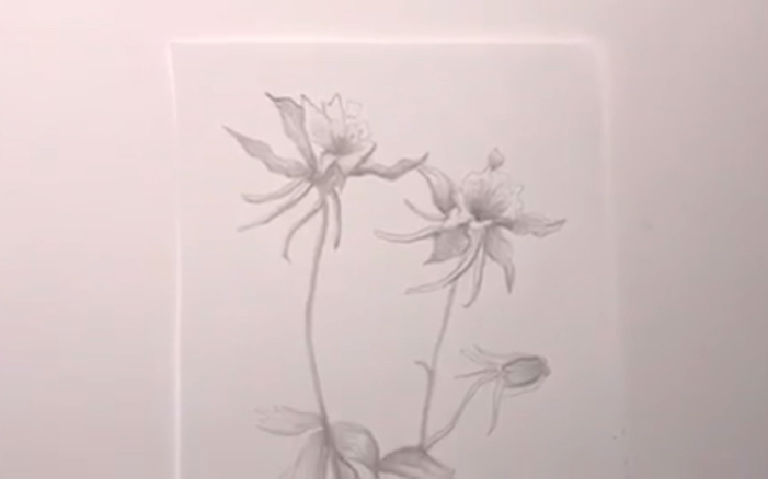 Viki课堂 素描植物—花草