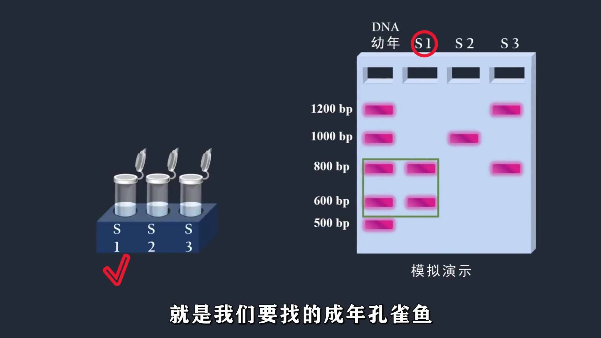 琼脂糖凝胶电泳:分离和鉴定DNA的简单方法