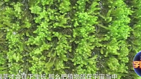 植物在宇宙中是咋生长的?看完视频我笑了!